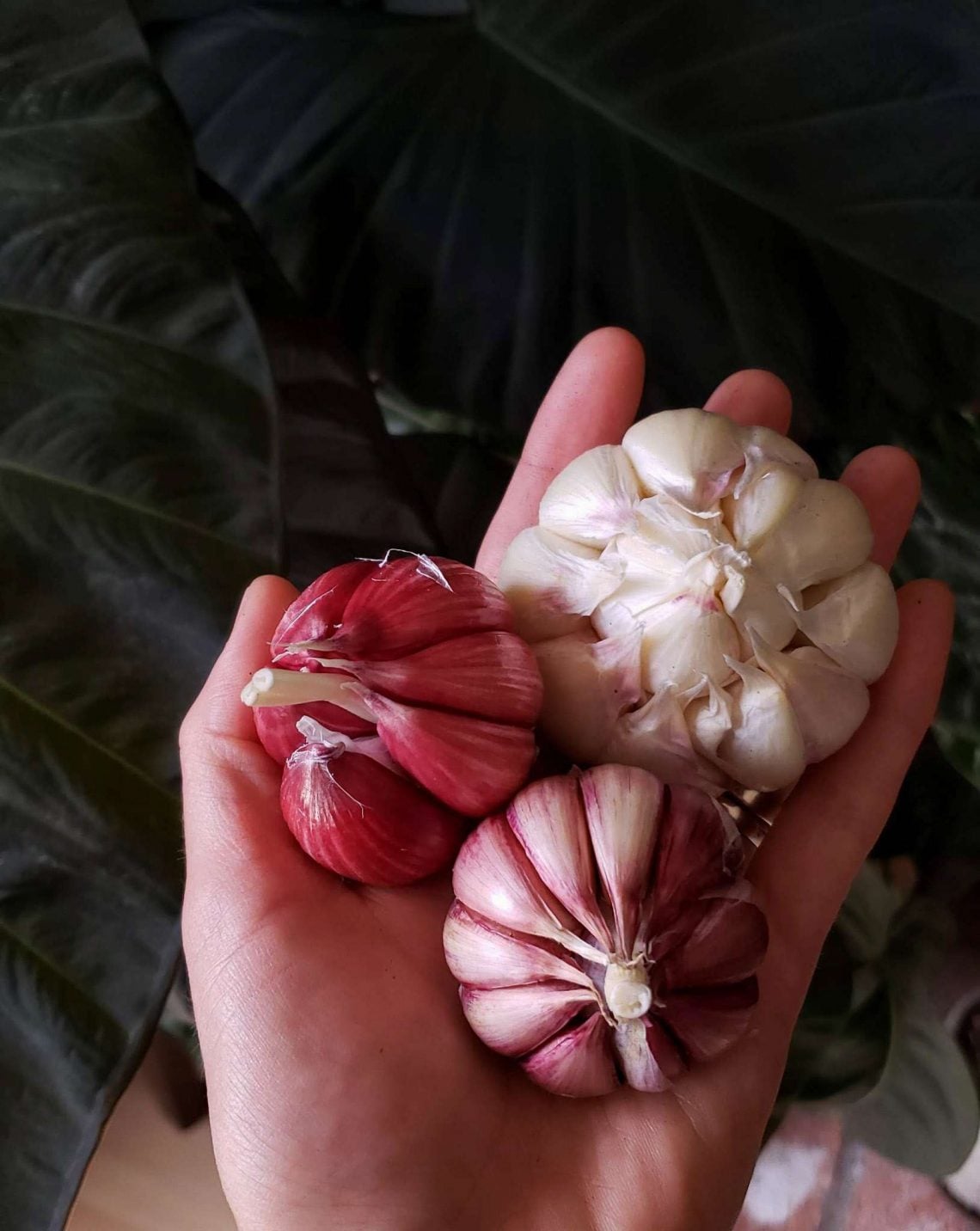 The Difference Between Hardneck and Softneck Garlic + Top 12 Varieties ...