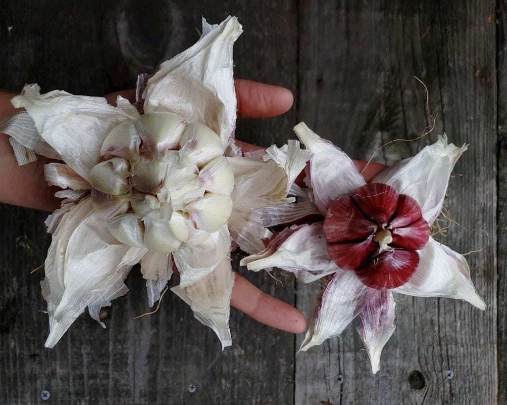 The Difference Between Hardneck and Softneck Garlic + Top 12 Varieties ...