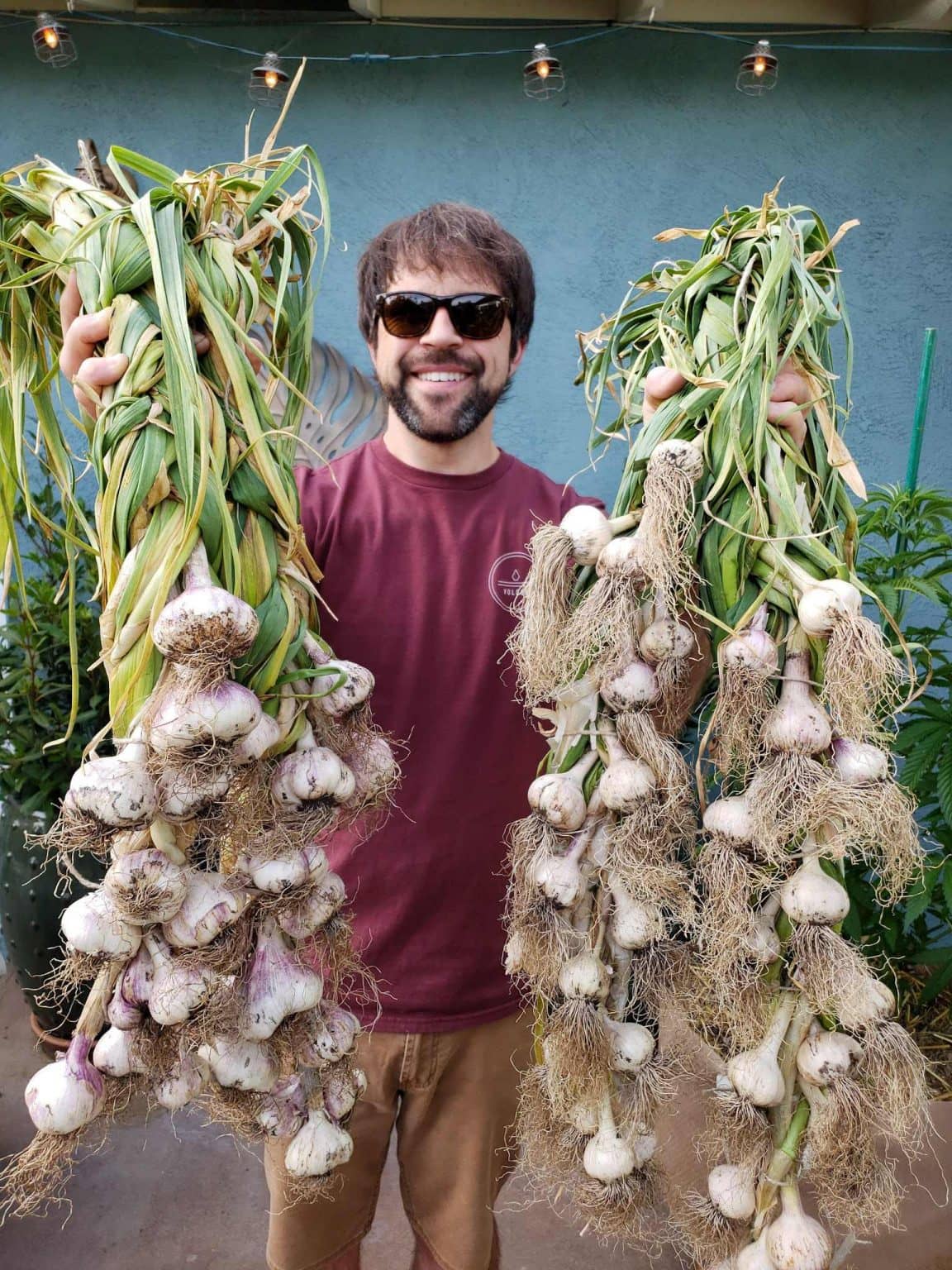The Difference Between Hardneck and Softneck Garlic + Top 12 Varieties ...