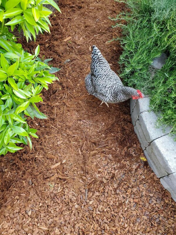 Mulching 101: When, Why & How to Mulch Your Garden ~ Homestead and Chill