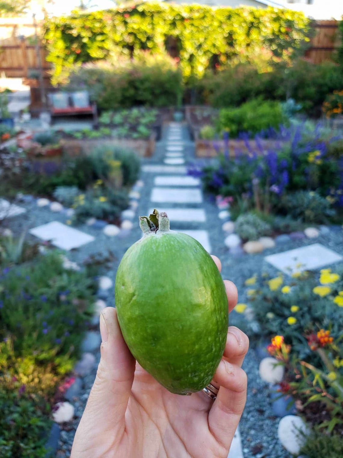 How to Grow Pineapple Guava (Feijoa): Cold-Hardy Tropical Fruit ...