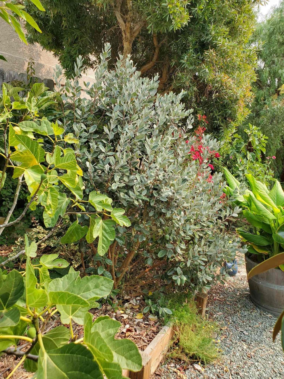 How to Grow Pineapple Guava (Feijoa): Cold-Hardy Tropical Fruit ...