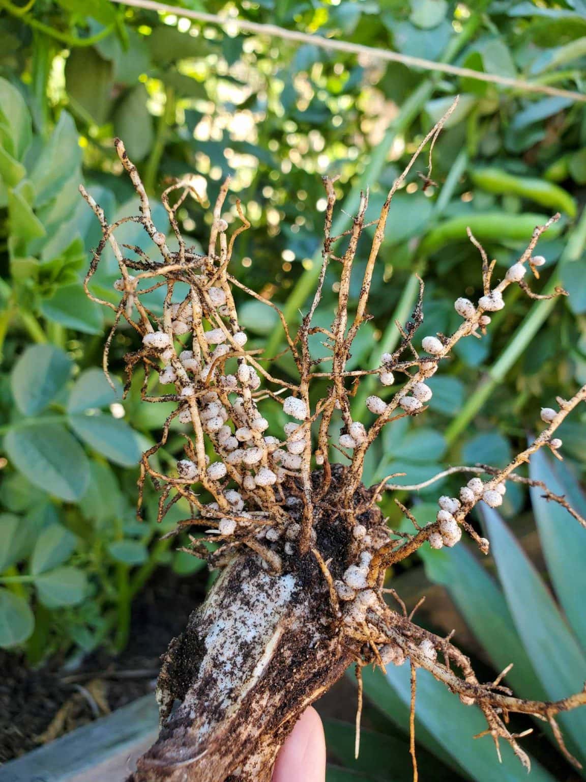 Gardening Glossary: Terms & Definitions Every Gardener Should Know ...