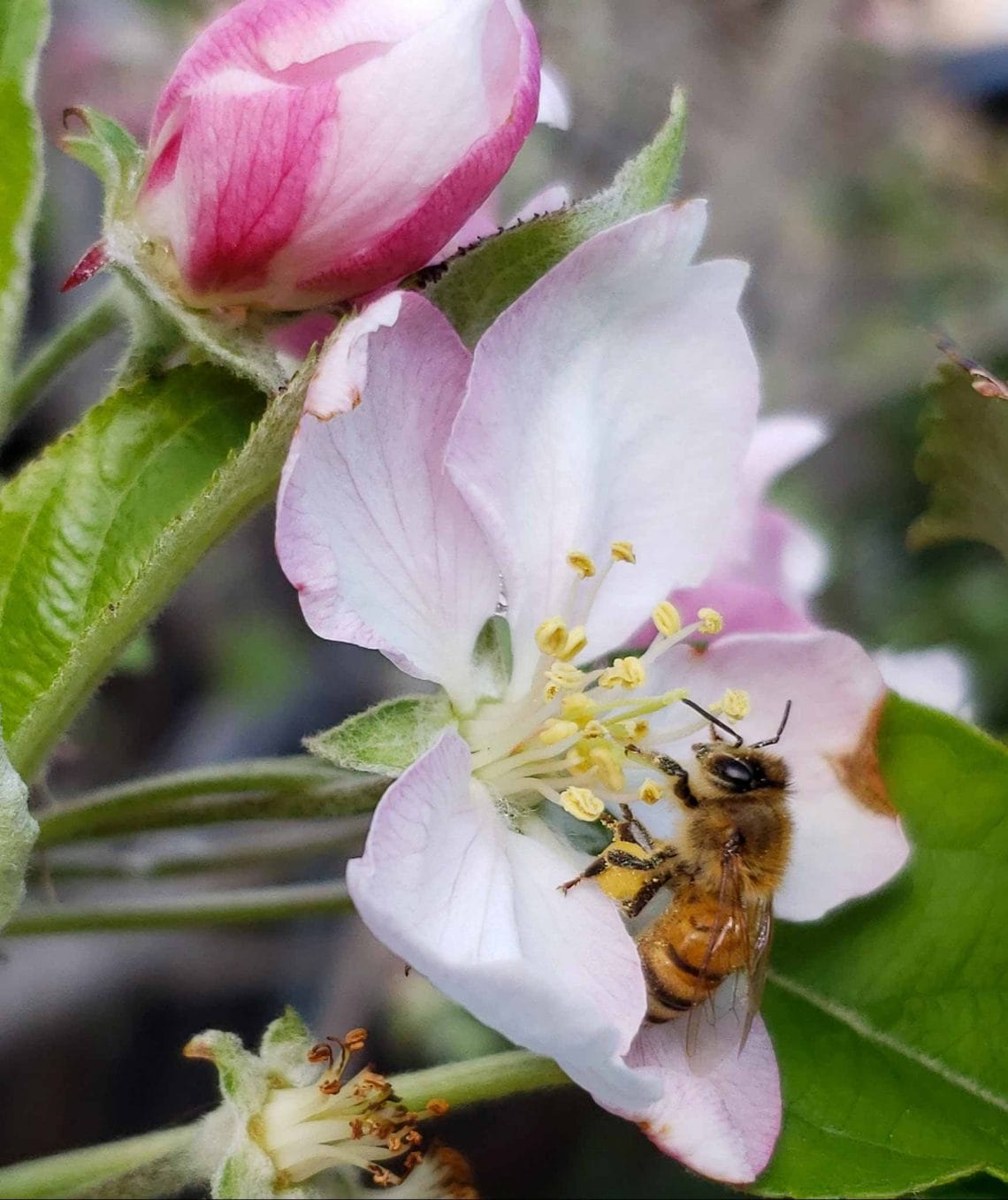 Gardening Glossary: Terms & Definitions Every Gardener Should Know ~ Homestead and Chill