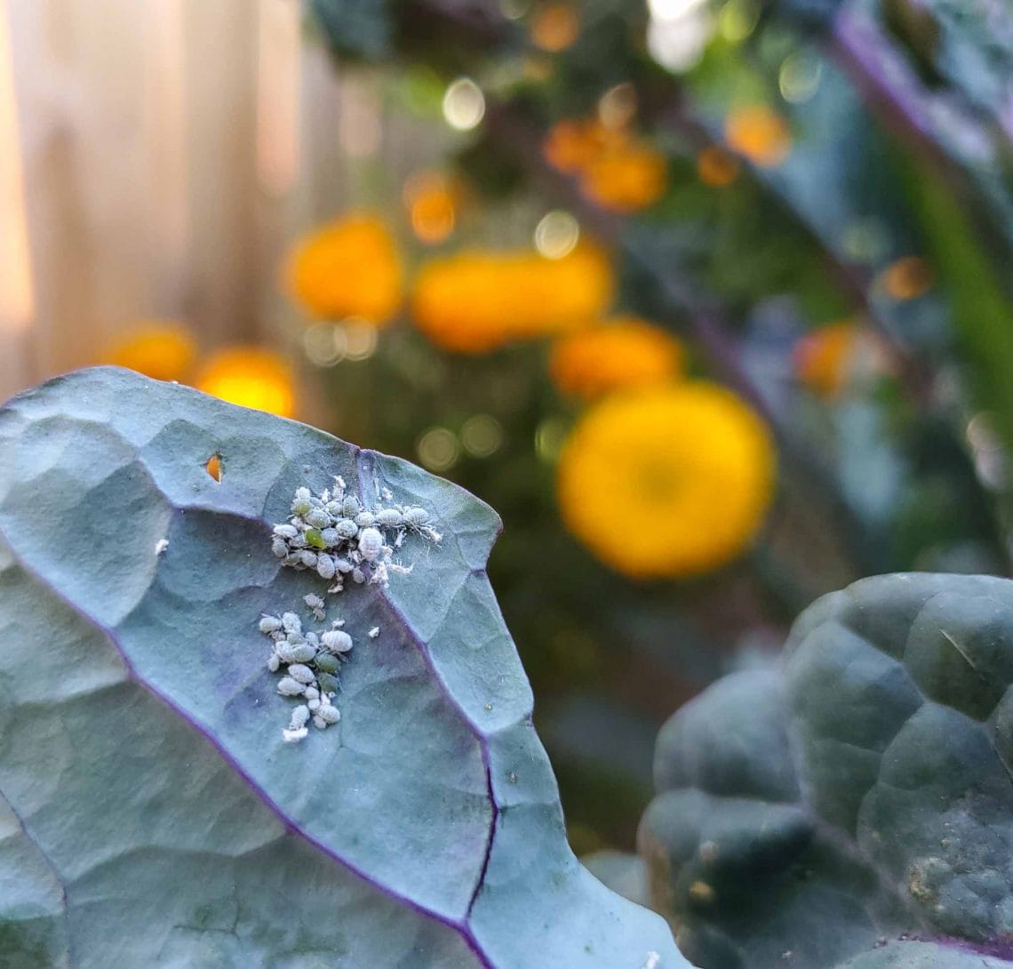 How to Grow Kale: Guide to Plant, Harvest & Use Kale ~ Homestead and Chill