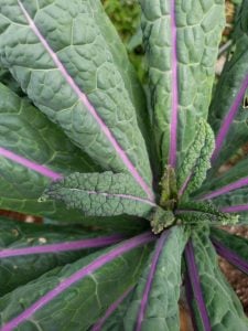 How to Grow Kale: Guide to Plant, Harvest & Use Kale ~ Homestead and Chill