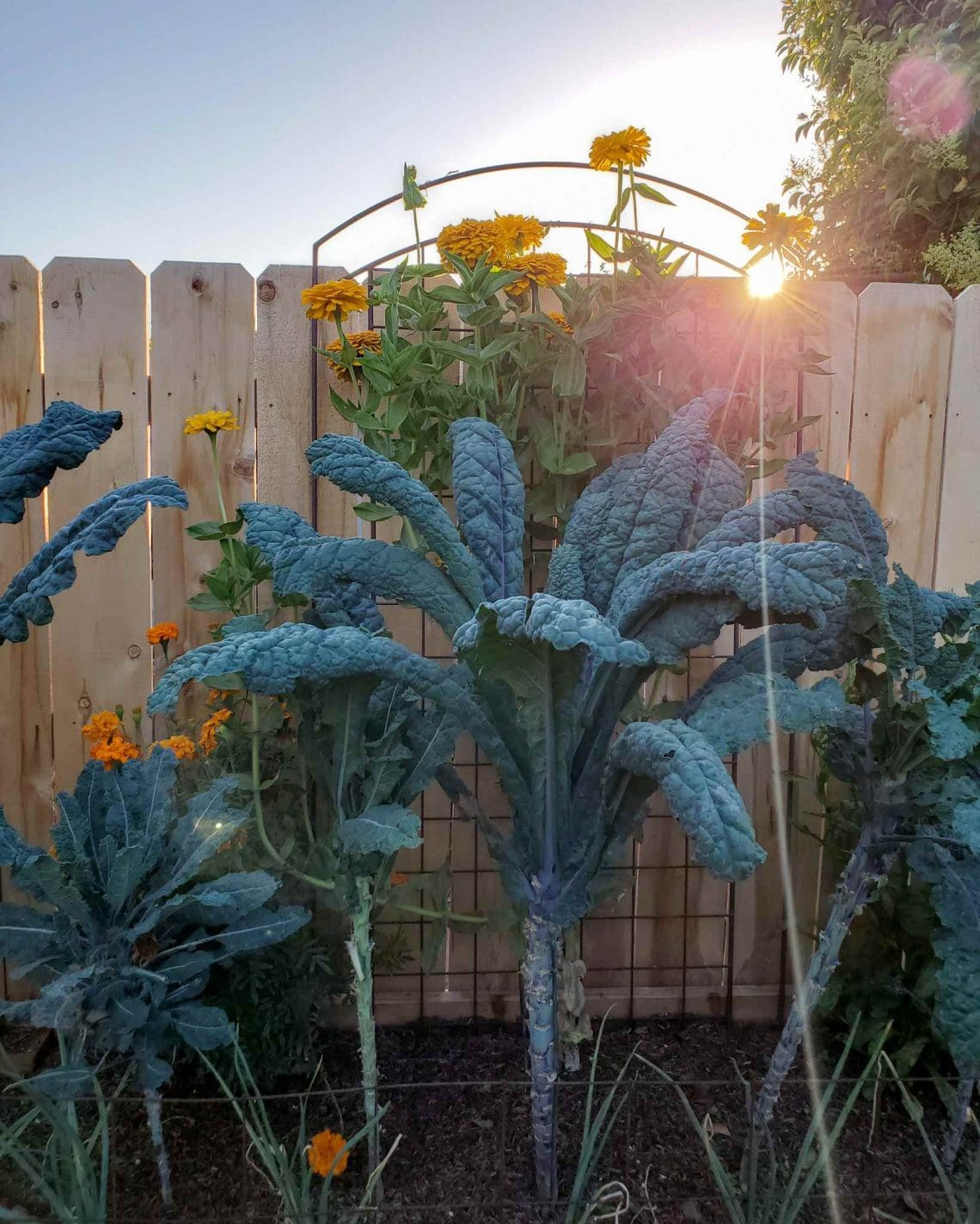 How to Grow Kale: Guide to Plant, Harvest & Use Kale ~ Homestead and Chill