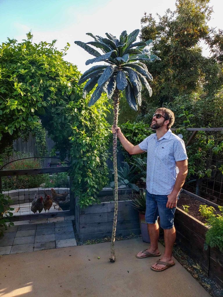 How to Grow Kale: Guide to Plant, Harvest & Use Kale ~ Homestead and Chill