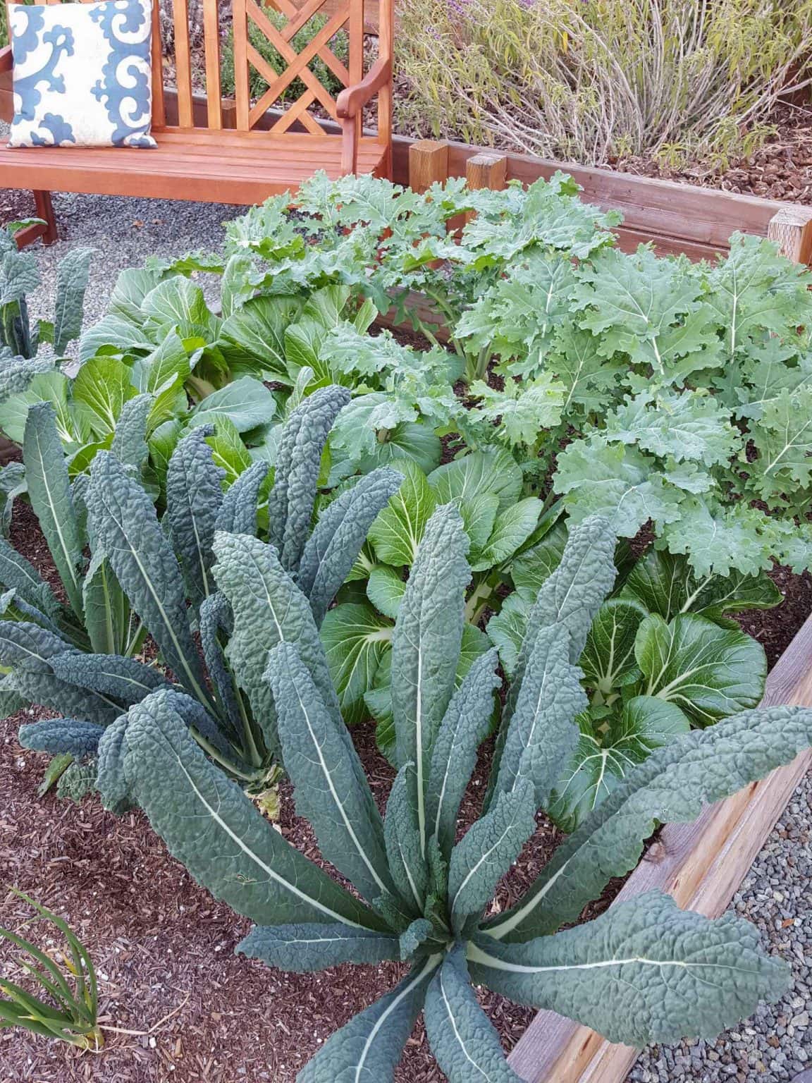 How to Grow Kale: Guide to Plant, Harvest & Use Kale ~ Homestead and Chill