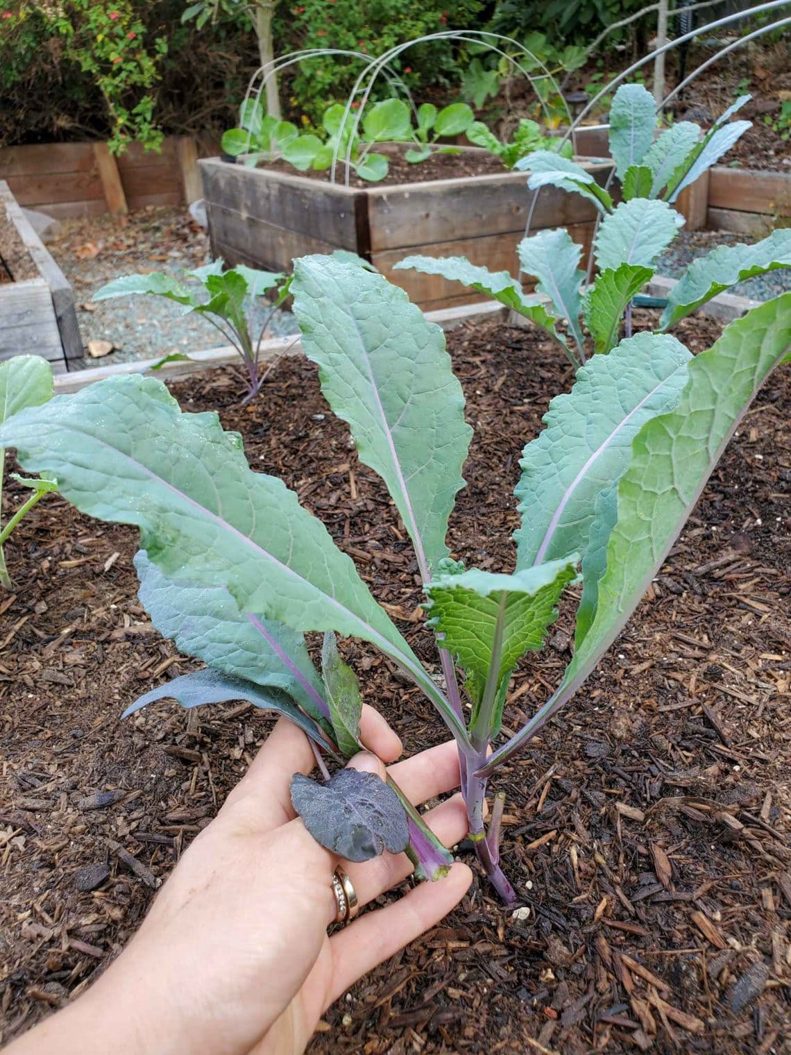 How to Grow Kale: Guide to Plant, Harvest & Use Kale ~ Homestead and Chill