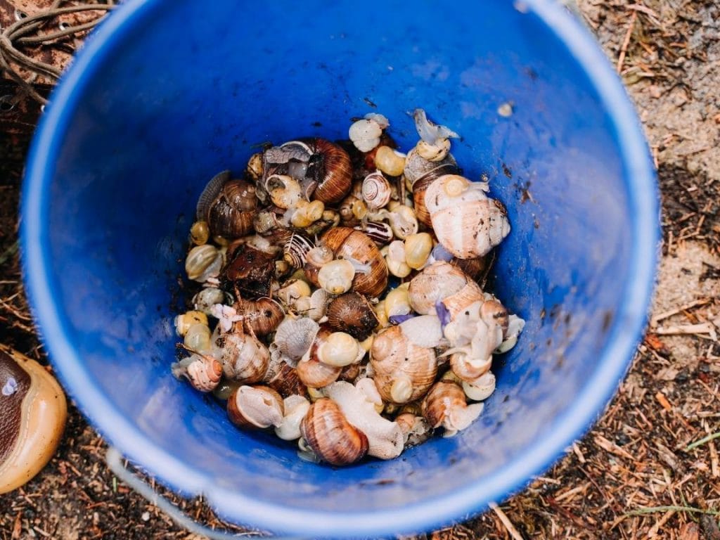 Organic Slug & Snail Control: 10 Ways to Stop Snails or Slugs ...