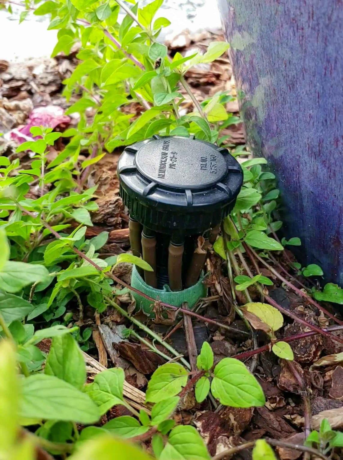 Organic Slug & Snail Control: 10 Ways to Stop Snails or Slugs ...