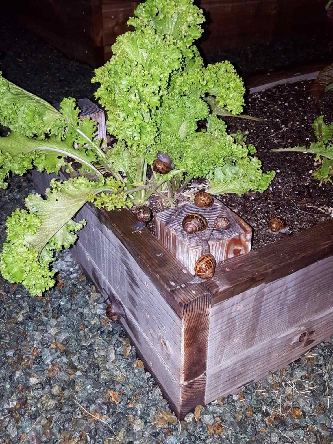 Organic Slug & Snail Control: 10 Ways to Stop Snails or Slugs ...