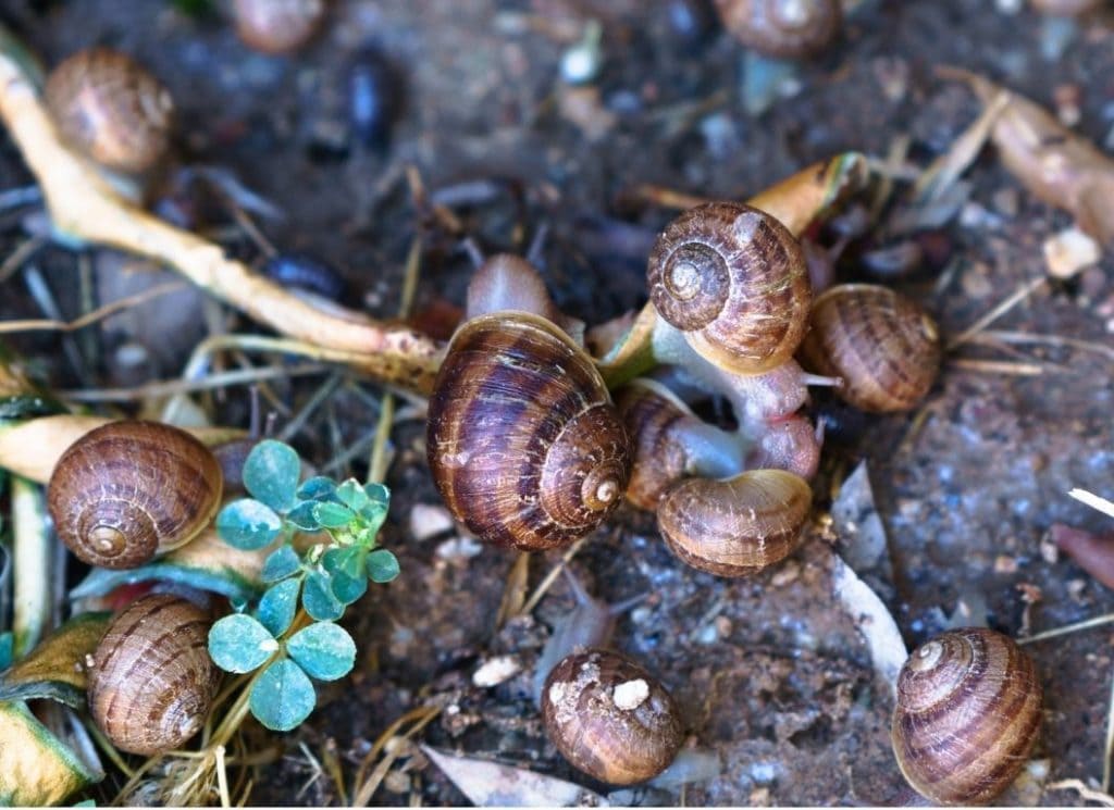 Organic Slug & Snail Control: 10 Ways to Stop Snails or Slugs ...