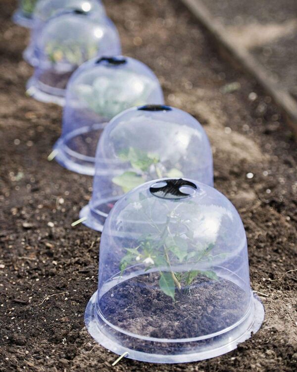 Organic Slug & Snail Control: 10 Ways to Stop Snails or Slugs ...