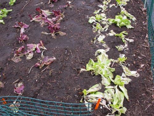 Growing Lettuce: How to Plant, Protect and Harvest Lettuce ~ Homestead ...