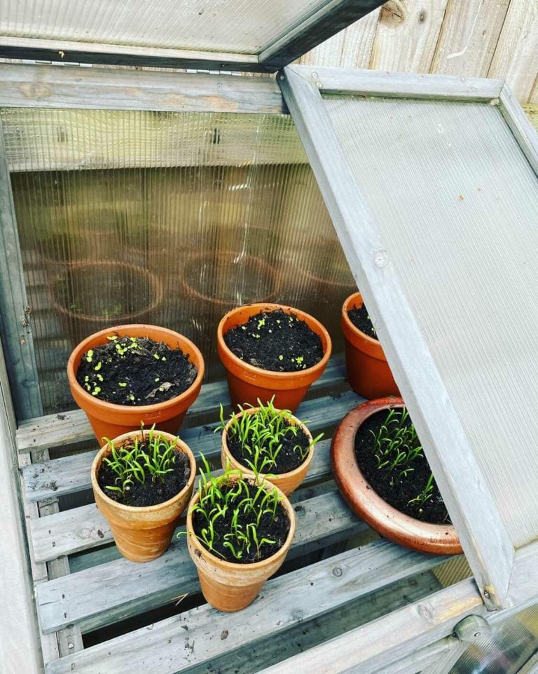 7 Ways to Protect Garden Plants From Frost: Covers, Mulch, and More ...