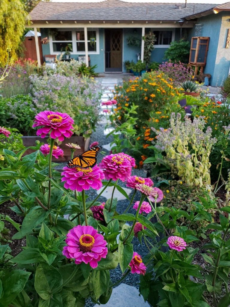 23 Best Pollinator Garden Plants for Bees, Butterflies and Hummingbirds ...