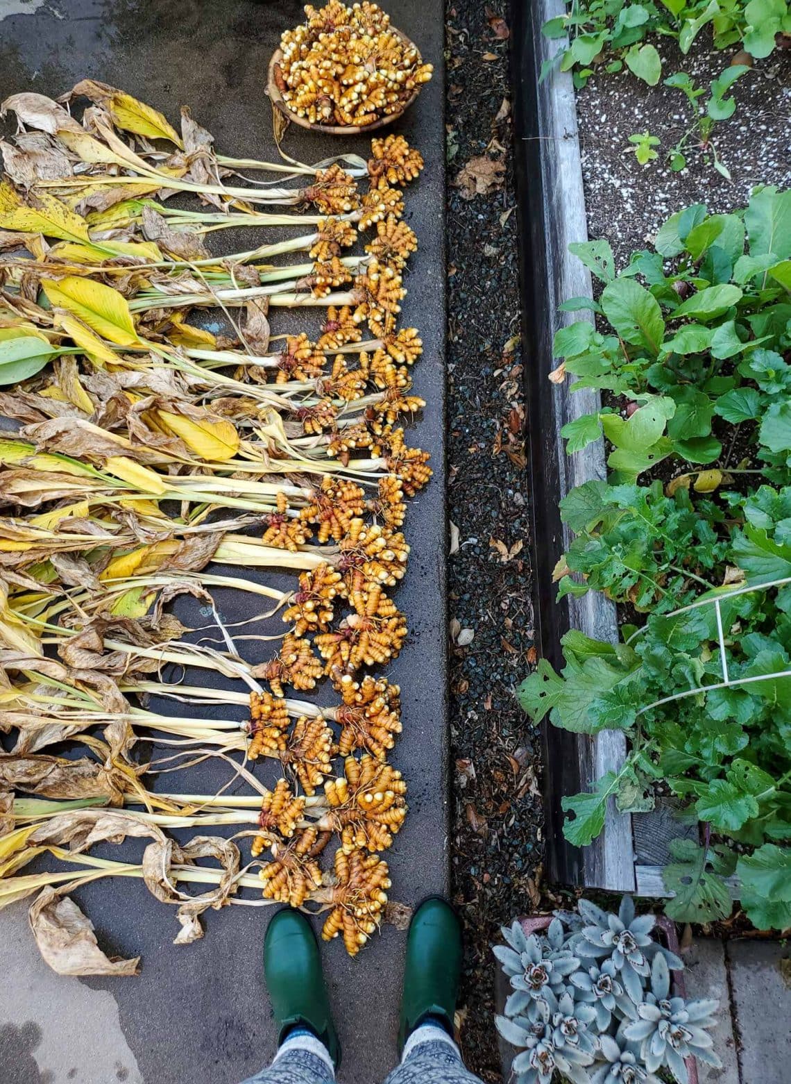 How to Grow Turmeric in Containers, in Any Zone! ~ Homestead and Chill