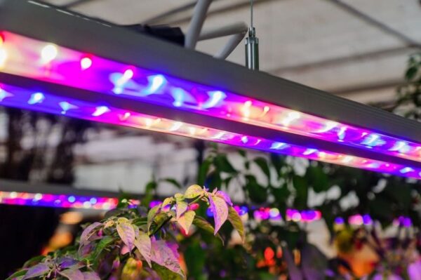 Using Grow Lights for Seedlings or Indoor Plants ~ Homestead and Chill