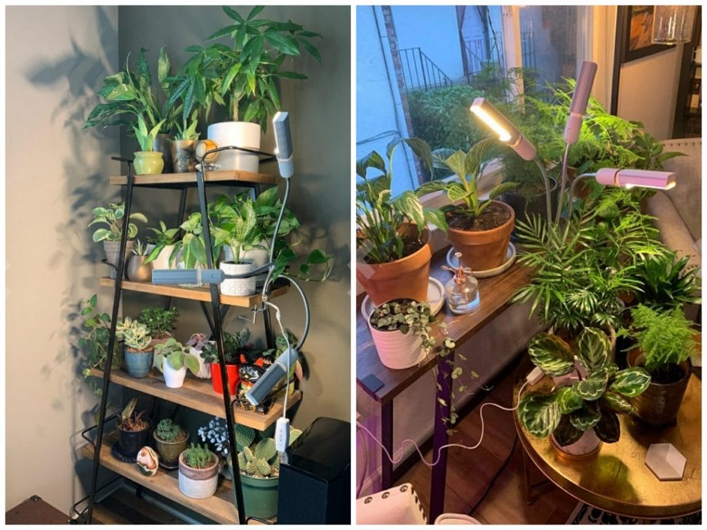 Using Grow Lights for Seedlings or Indoor Plants ~ Homestead and Chill