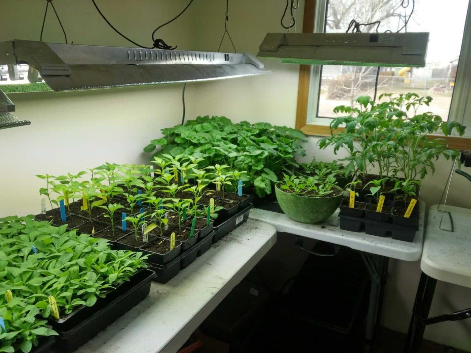 Using Grow Lights for Seedlings or Indoor Plants ~ Homestead and Chill