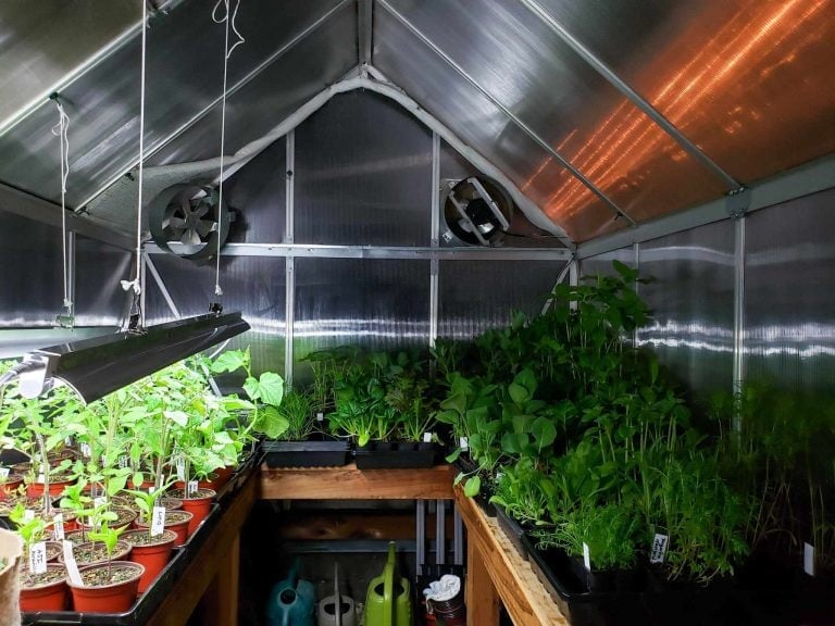 Using Grow Lights for Seedlings or Indoor Plants ~ Homestead and Chill