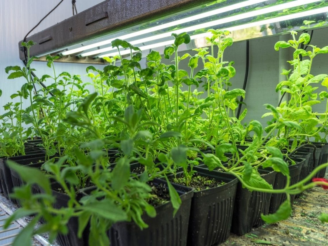 Using Grow Lights for Seedlings or Indoor Plants ~ Homestead and Chill