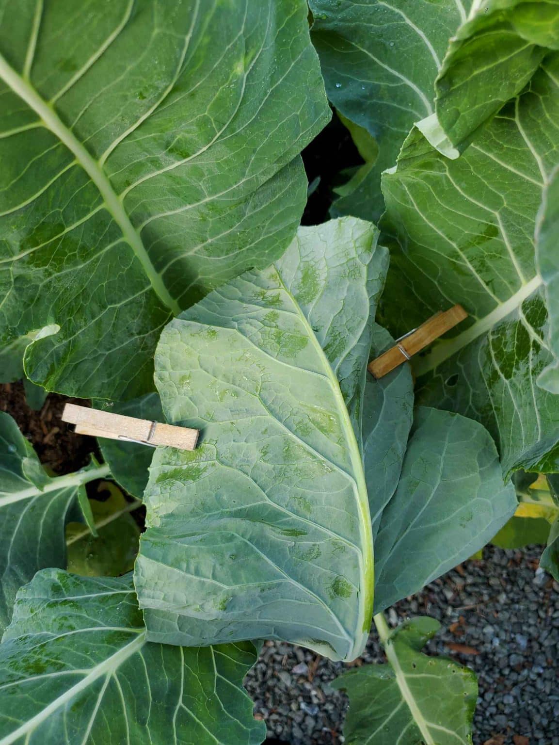 How to Grow Cauliflower from Seed to Harvest ~ Homestead and Chill