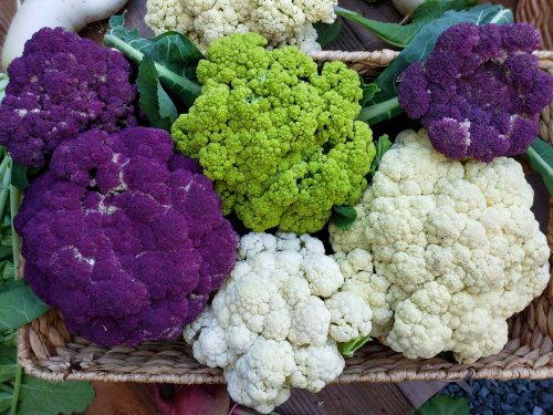 How to Grow Cauliflower from Seed to Harvest ~ Homestead and Chill