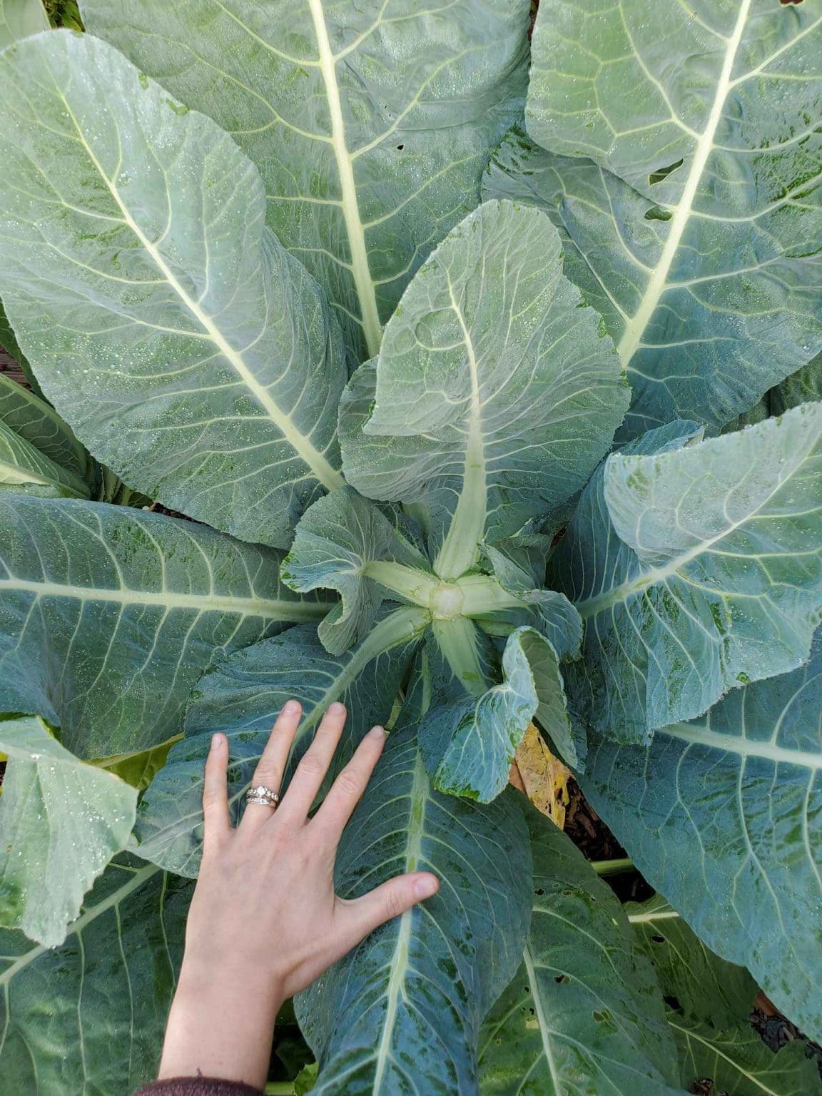 How to Grow Cauliflower from Seed to Harvest ~ Homestead and Chill