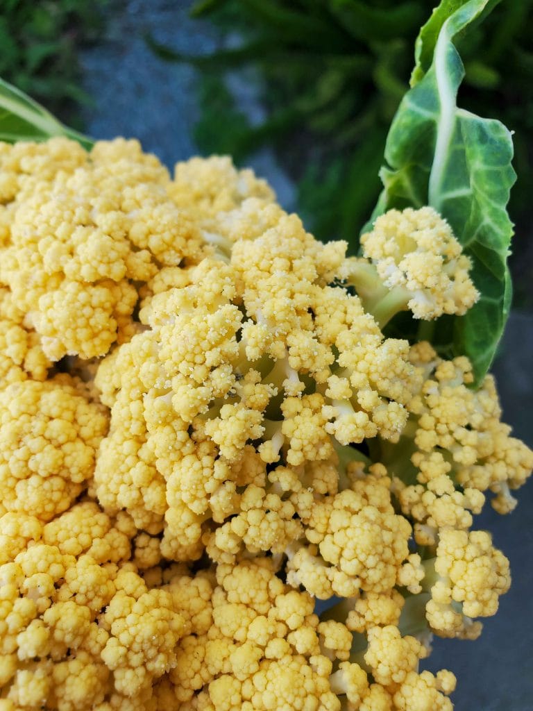 How to Grow Cauliflower from Seed to Harvest ~ Homestead and Chill