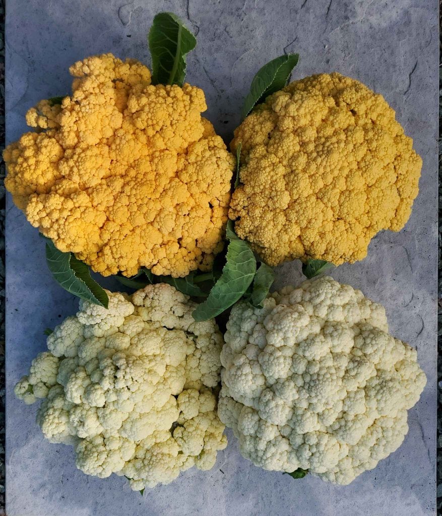 How to Grow Cauliflower from Seed to Harvest ~ Homestead and Chill