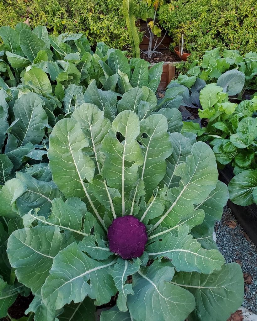 How to Grow Cauliflower from Seed to Harvest ~ Homestead and Chill