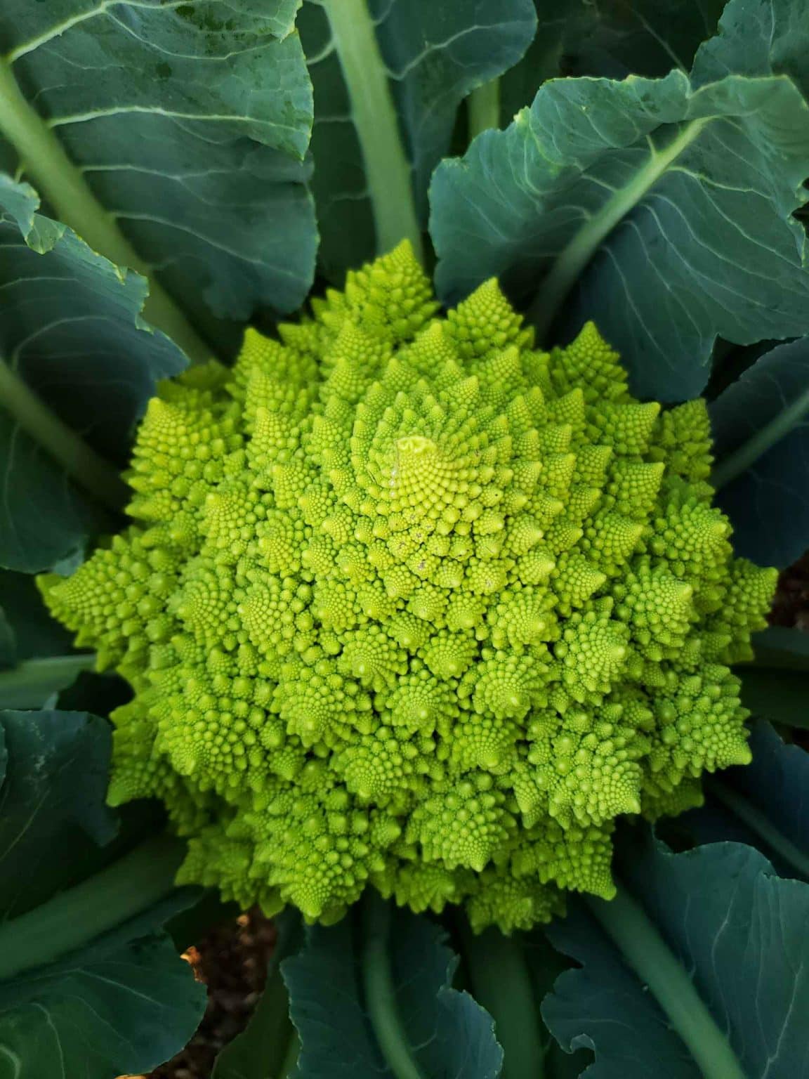 How to Grow Cauliflower from Seed to Harvest ~ Homestead and Chill