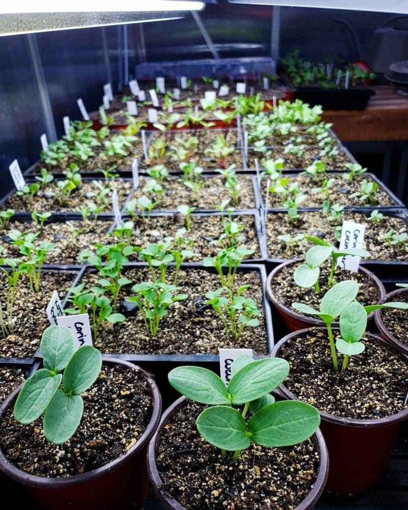 Start Seeds Indoors or Direct Sow (Plant) Seeds Outdoors? ~ Homestead ...