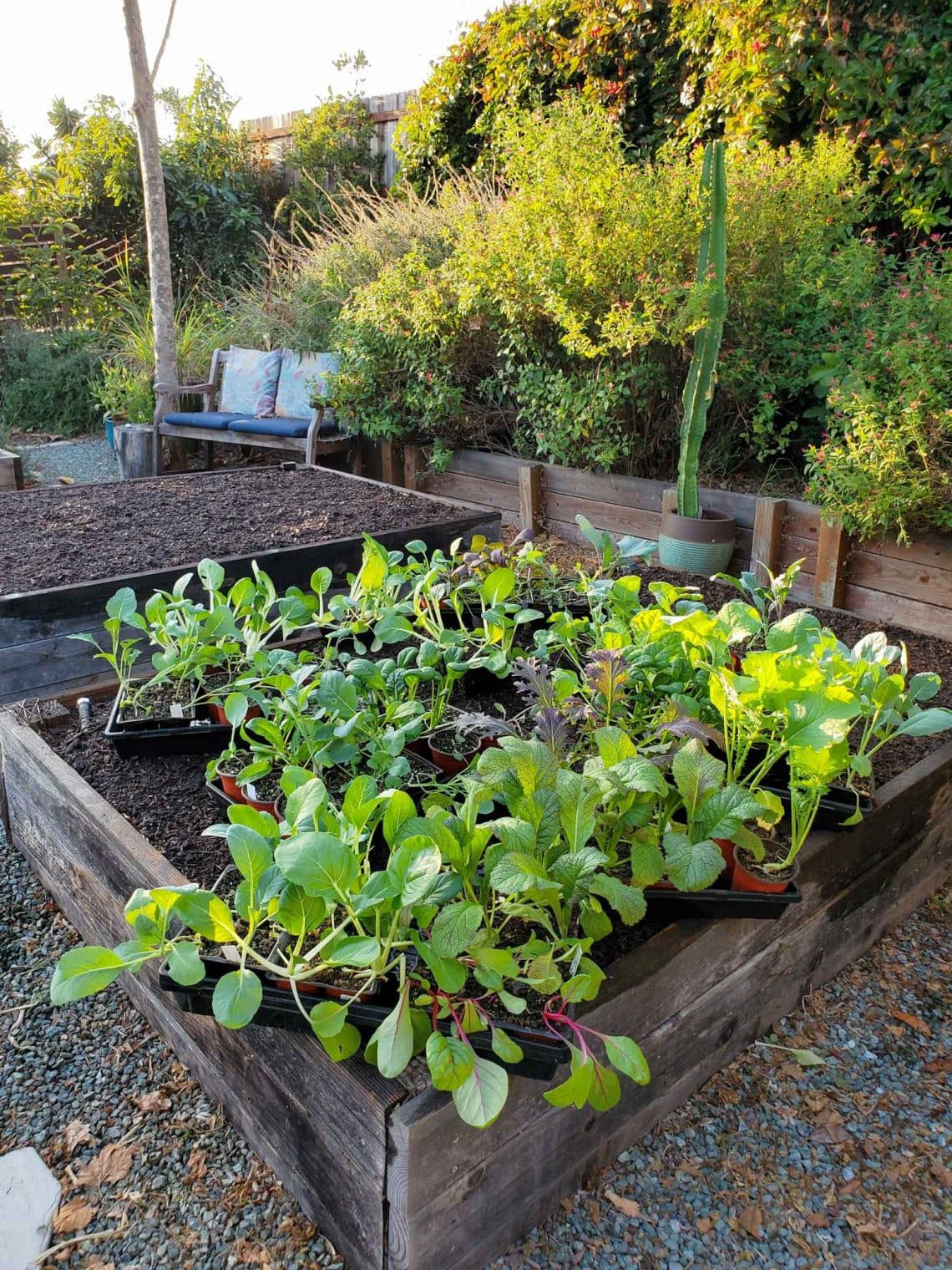 Start Seeds Indoors or Direct Sow (Plant) Seeds Outdoors? ~ Homestead ...