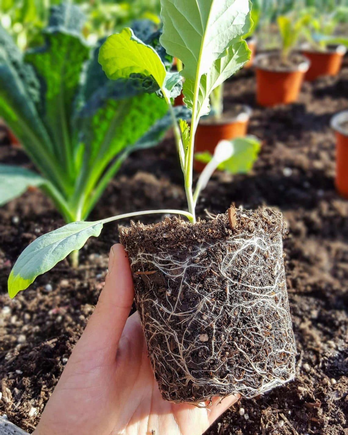 How to Grow Cauliflower from Seed to Harvest ~ Homestead and Chill