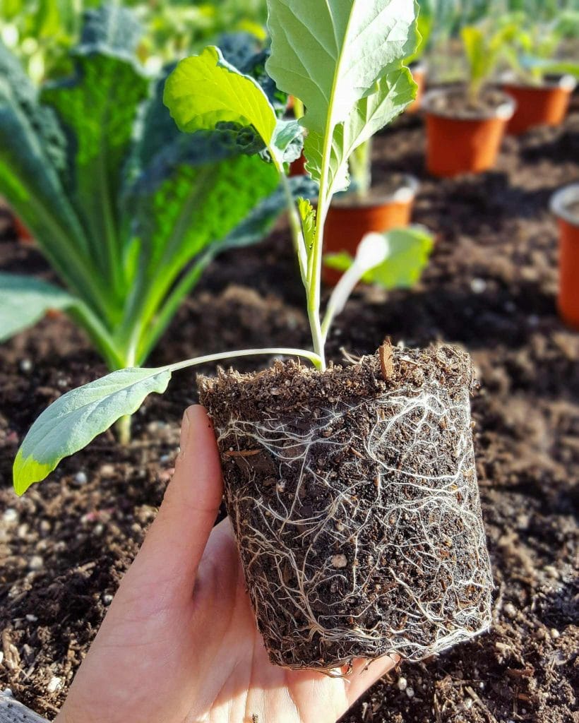 How to Grow Cauliflower from Seed to Harvest ~ Homestead and Chill