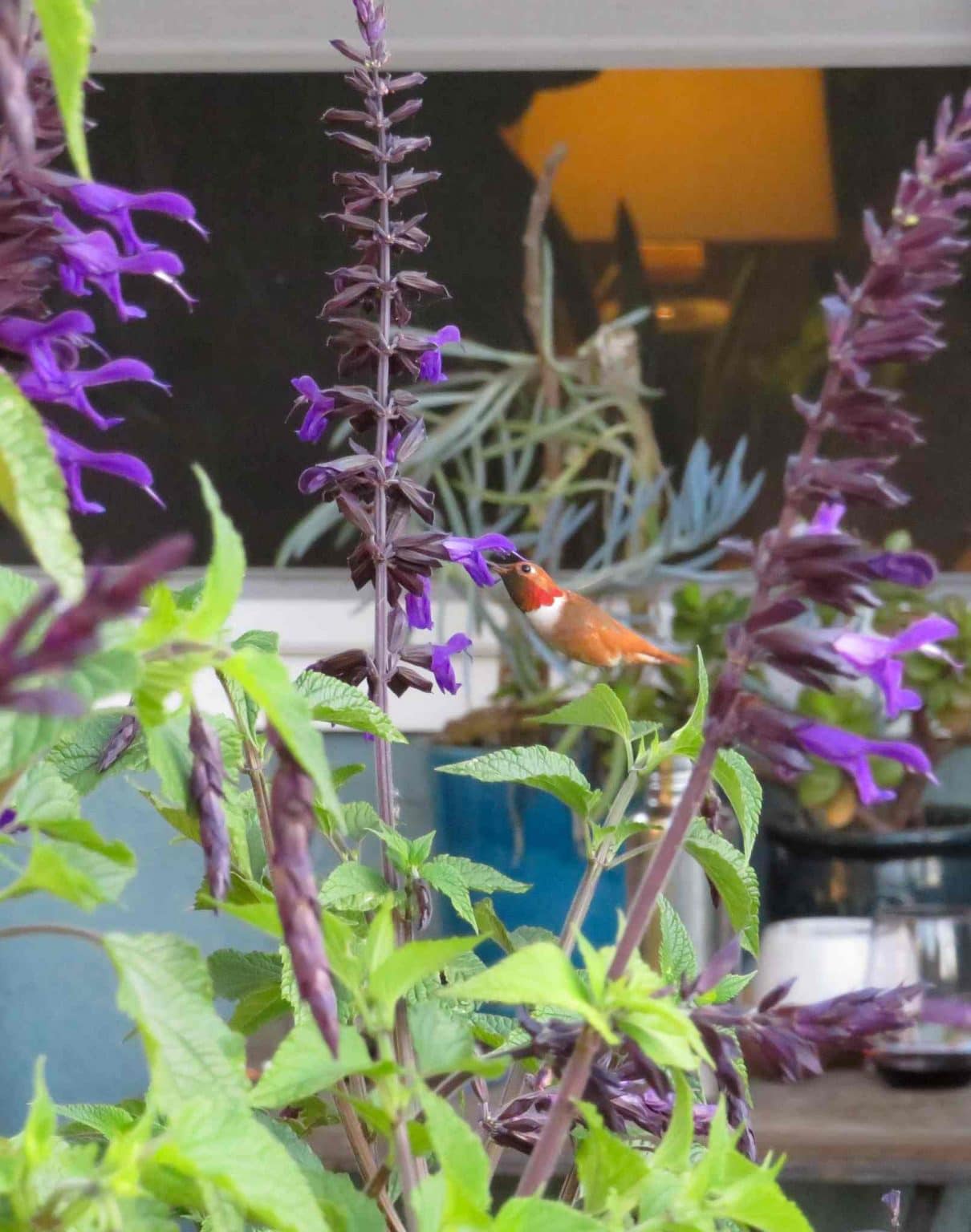 15 Best Flowers to Attract Hummingbirds (with photos) ~ Homestead and Chill