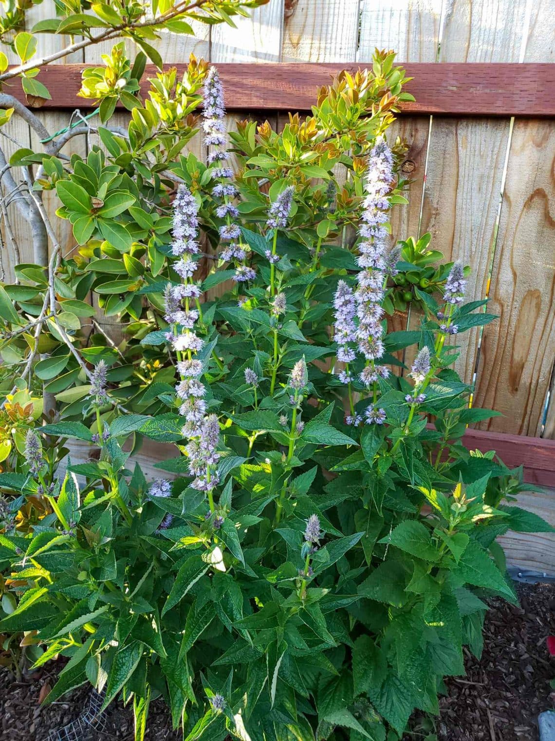 15 Best Flowers to Attract Hummingbirds (with photos) ~ Homestead and Chill