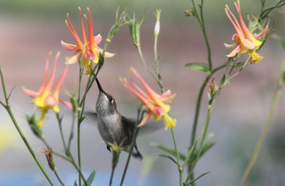 15 Best Flowers to Attract Hummingbirds (with photos) ~ Homestead and Chill