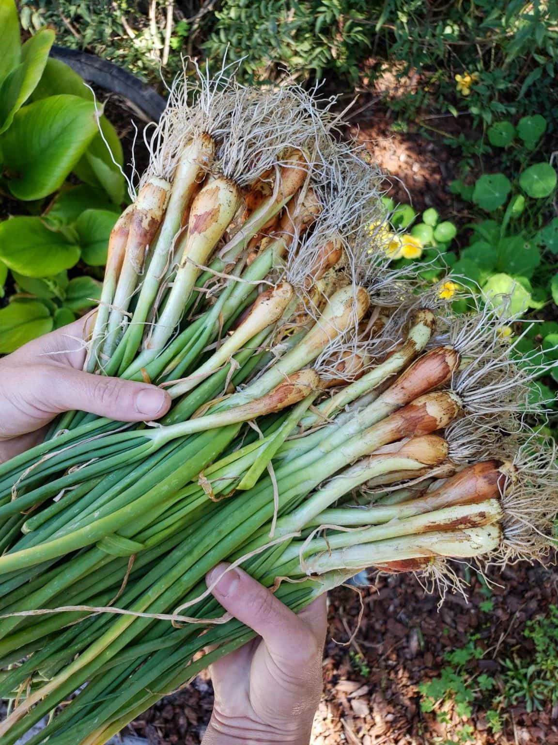 How to Plant and Grow Onions From Seed, Sets, or Seedlings ~ Homestead ...