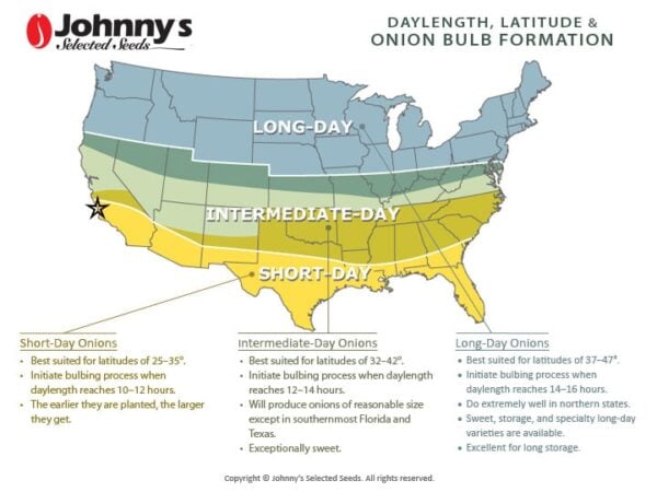 How to Plant and Grow Onions From Seed, Sets, or Seedlings ~ Homestead ...