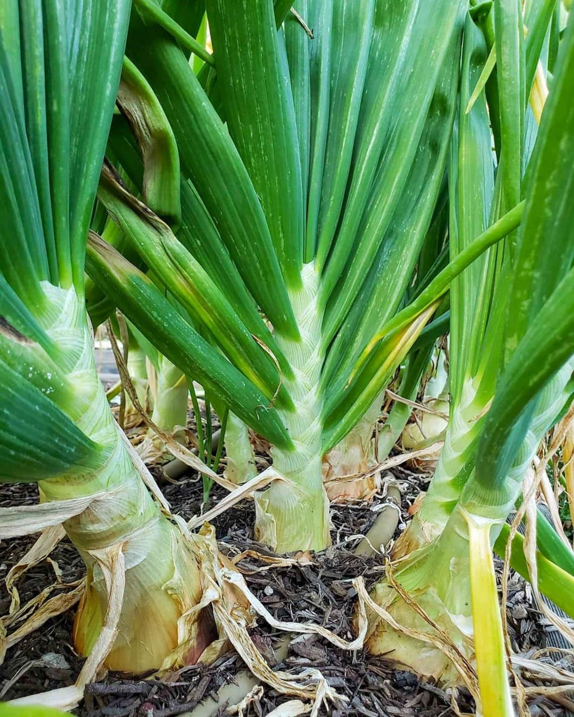 How to Grow Onions: from Seed or Sets to Harvest ~ Homestead and Chill