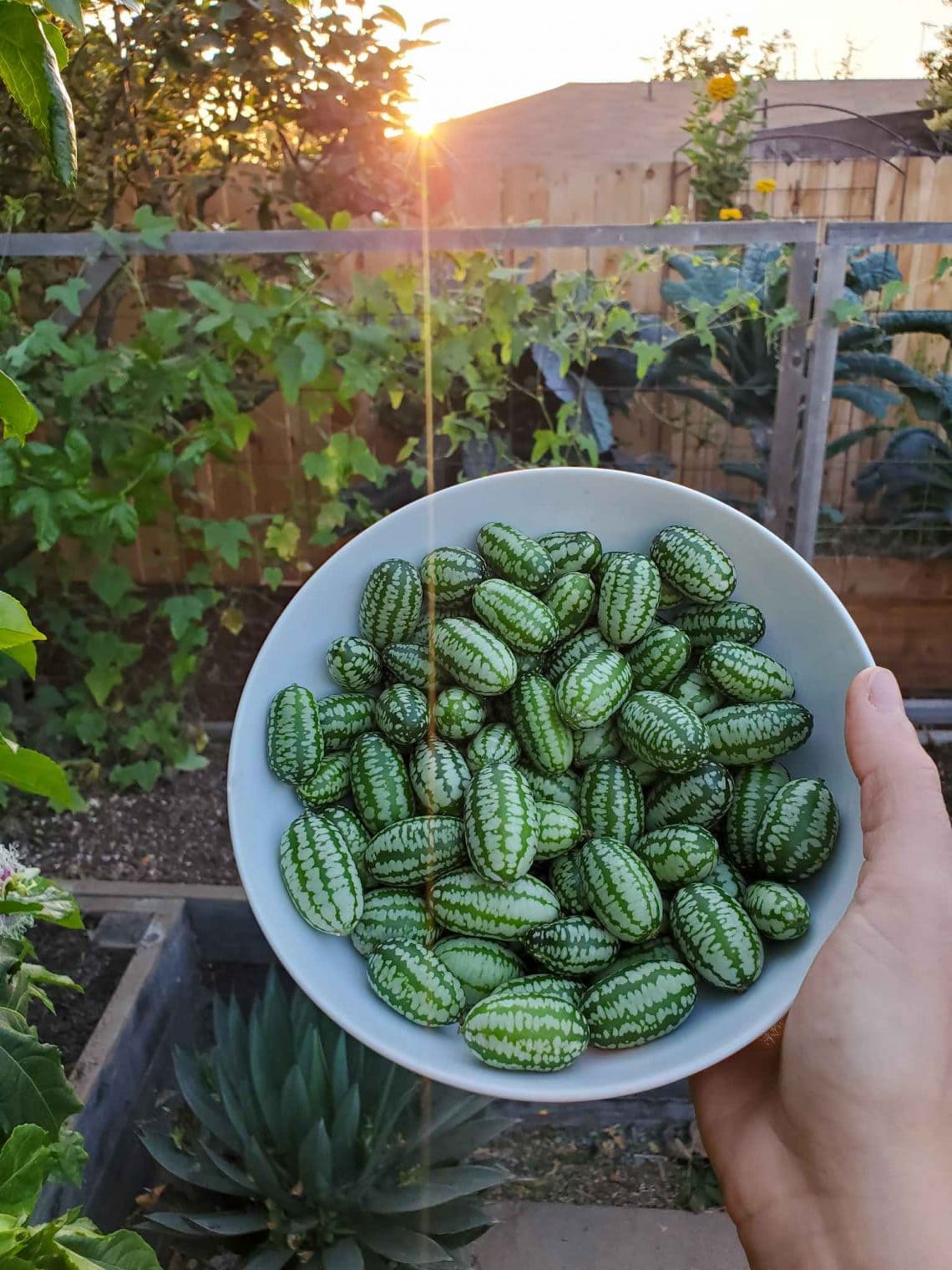 How to Grow Cucamelons: Mexican Sour Gherkins ~ Homestead and Chill