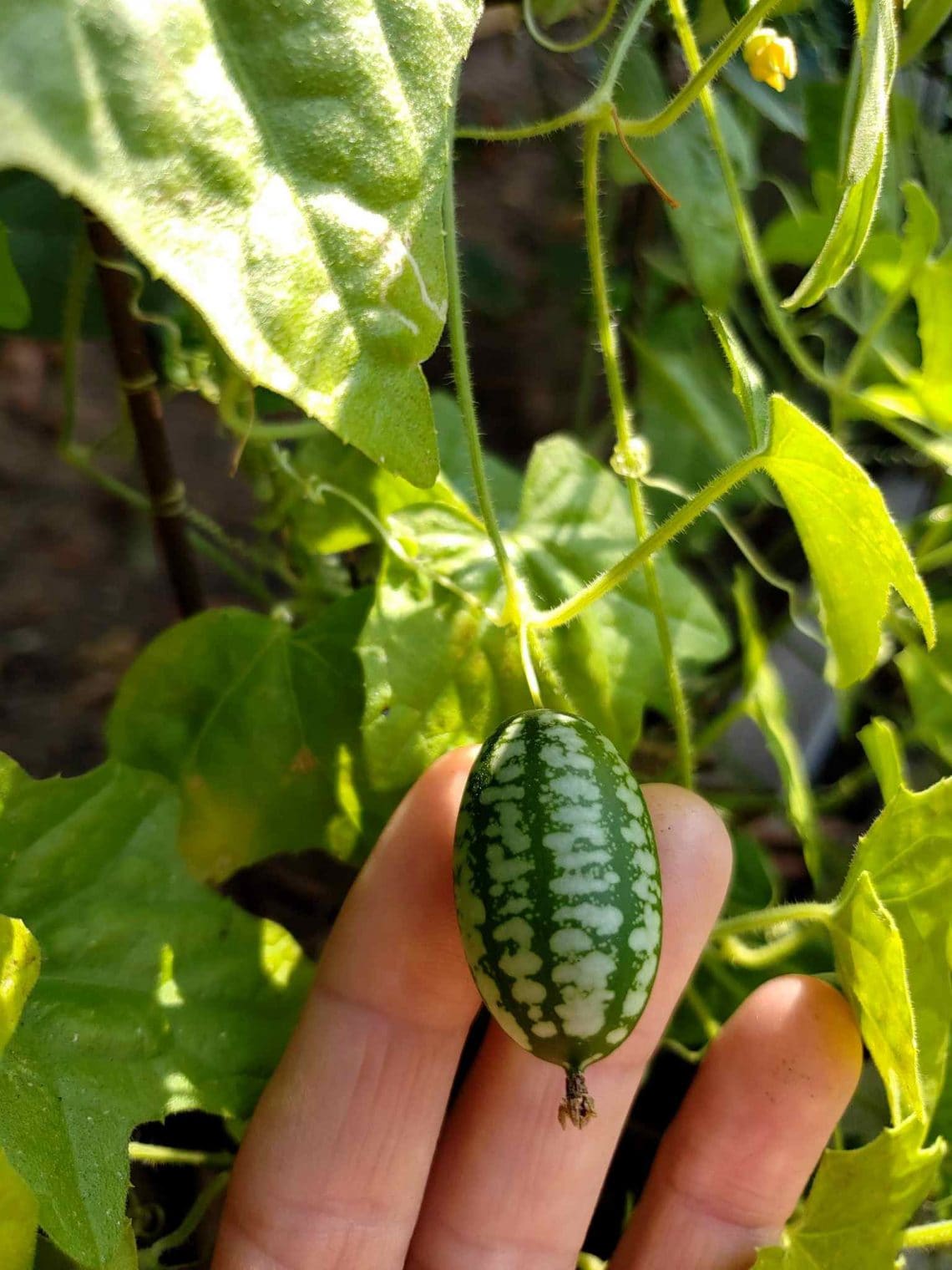 How to Grow Cucamelons: Mexican Sour Gherkins ~ Homestead and Chill