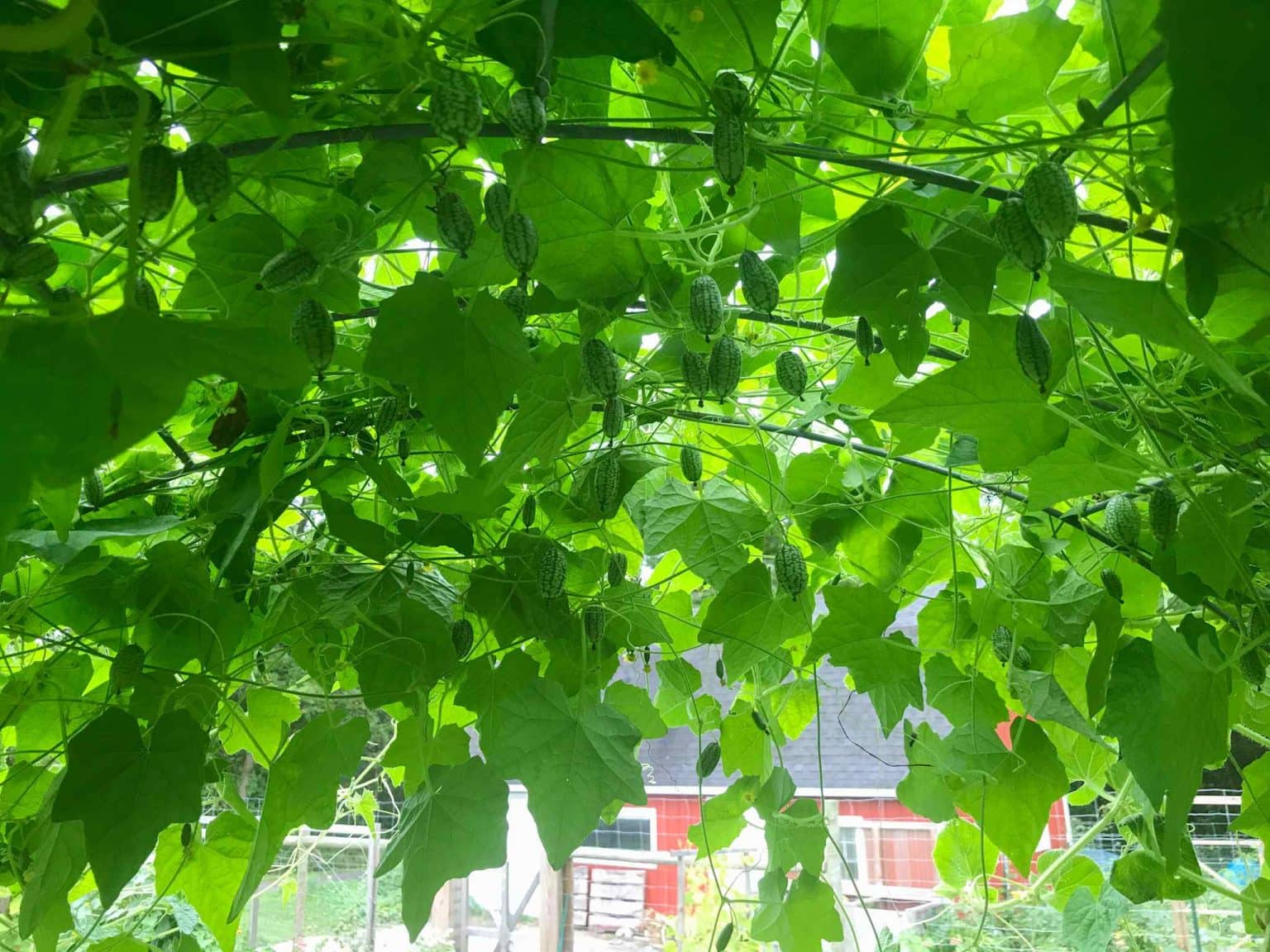How to Grow Cucamelons: Mexican Sour Gherkins ~ Homestead and Chill