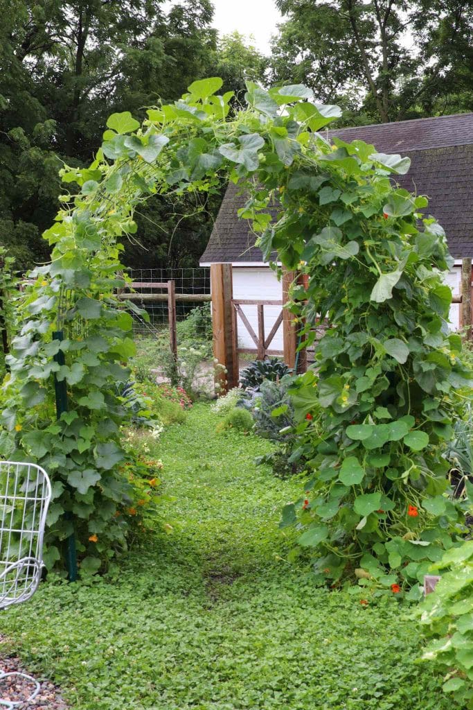 How to Grow Cucamelons: Mexican Sour Gherkins ~ Homestead and Chill