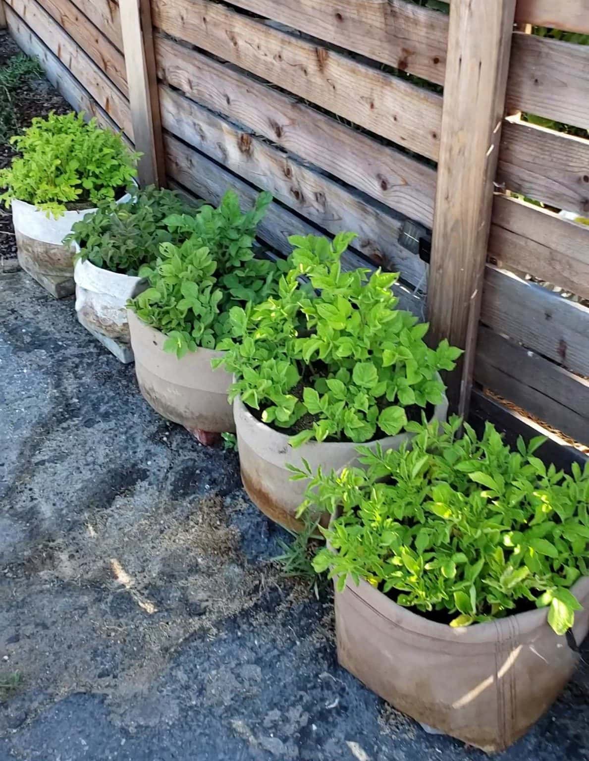 How to Grow Potatoes in Containers (Grow Bags) ~ Homestead and Chill